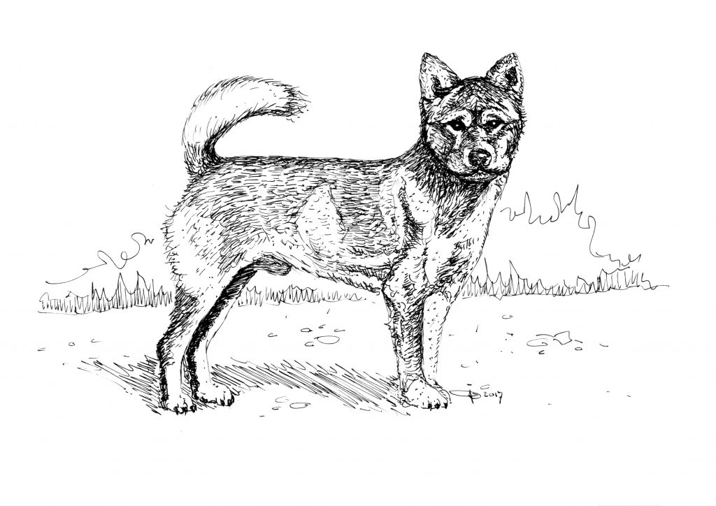 The Shiba - AikOji boeken